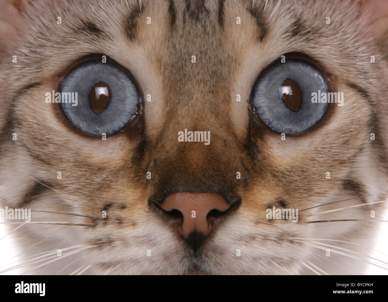 Bengal cat adult domestic hi-res stock photography and images - Alamy