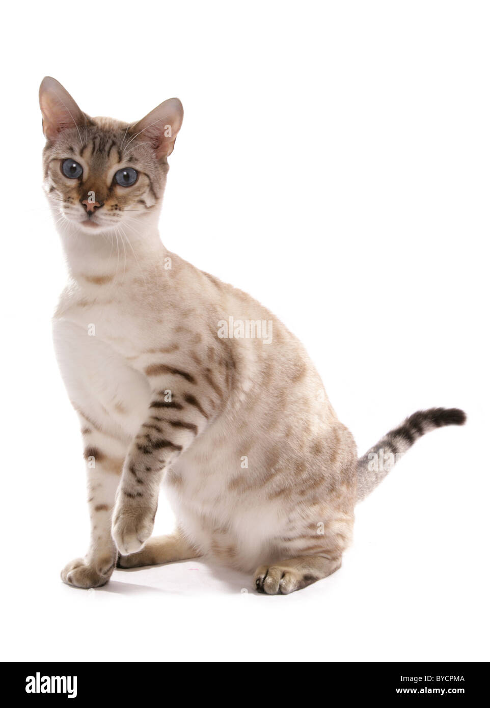 Bengal cat adult domestic hi-res stock photography and images - Alamy