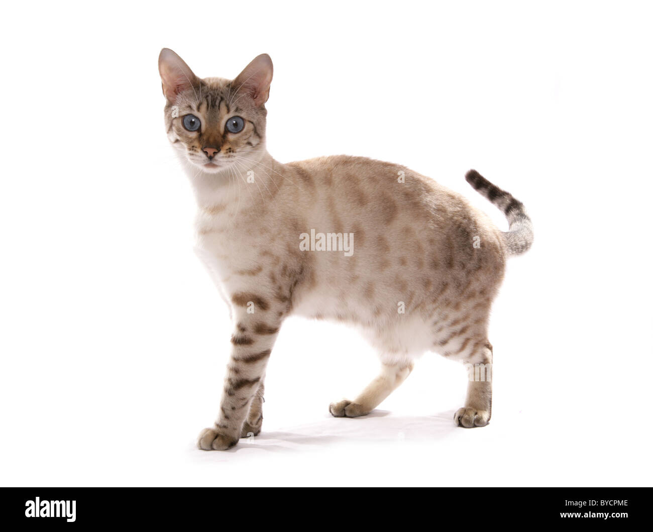 Bengal cat adult domestic hi-res stock photography and images - Alamy