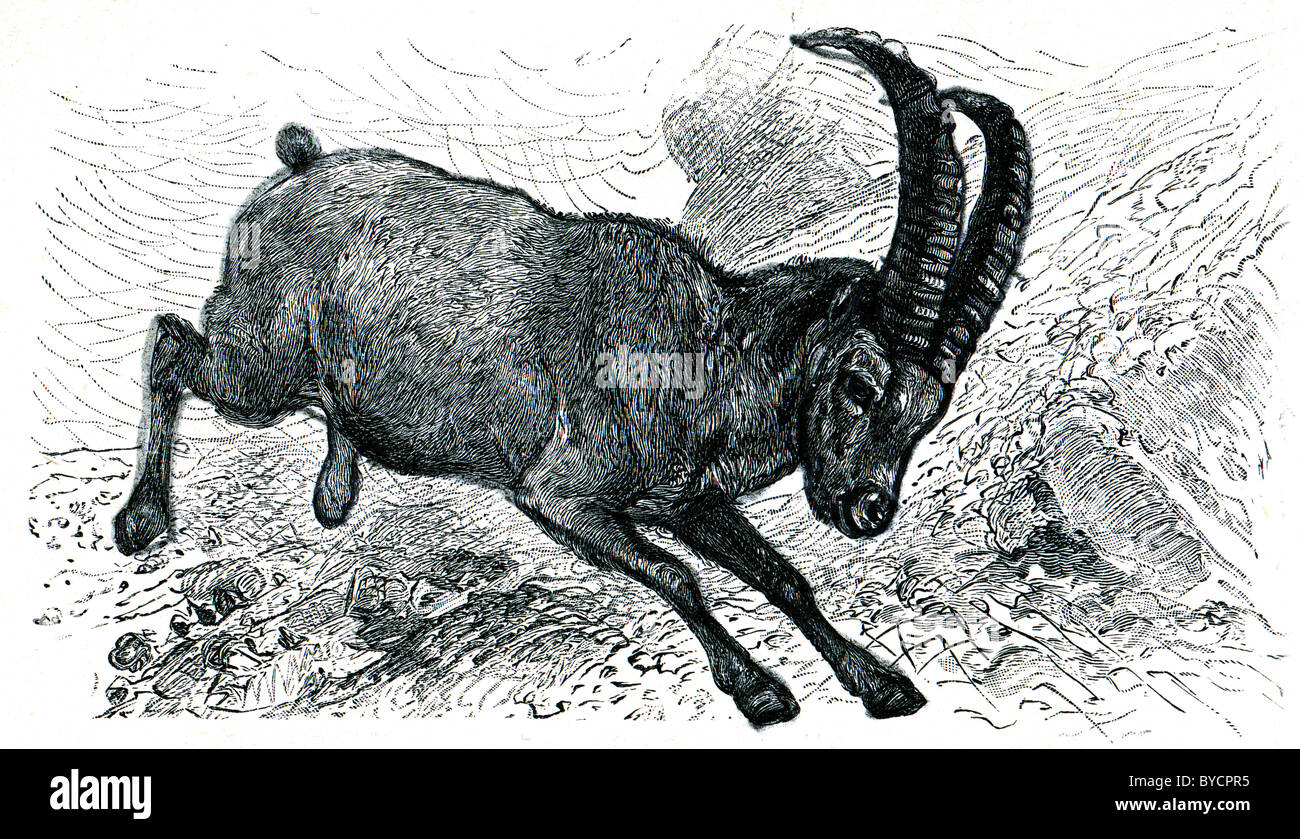 Alpine wood Cut Out Stock Images & Pictures - Alamy