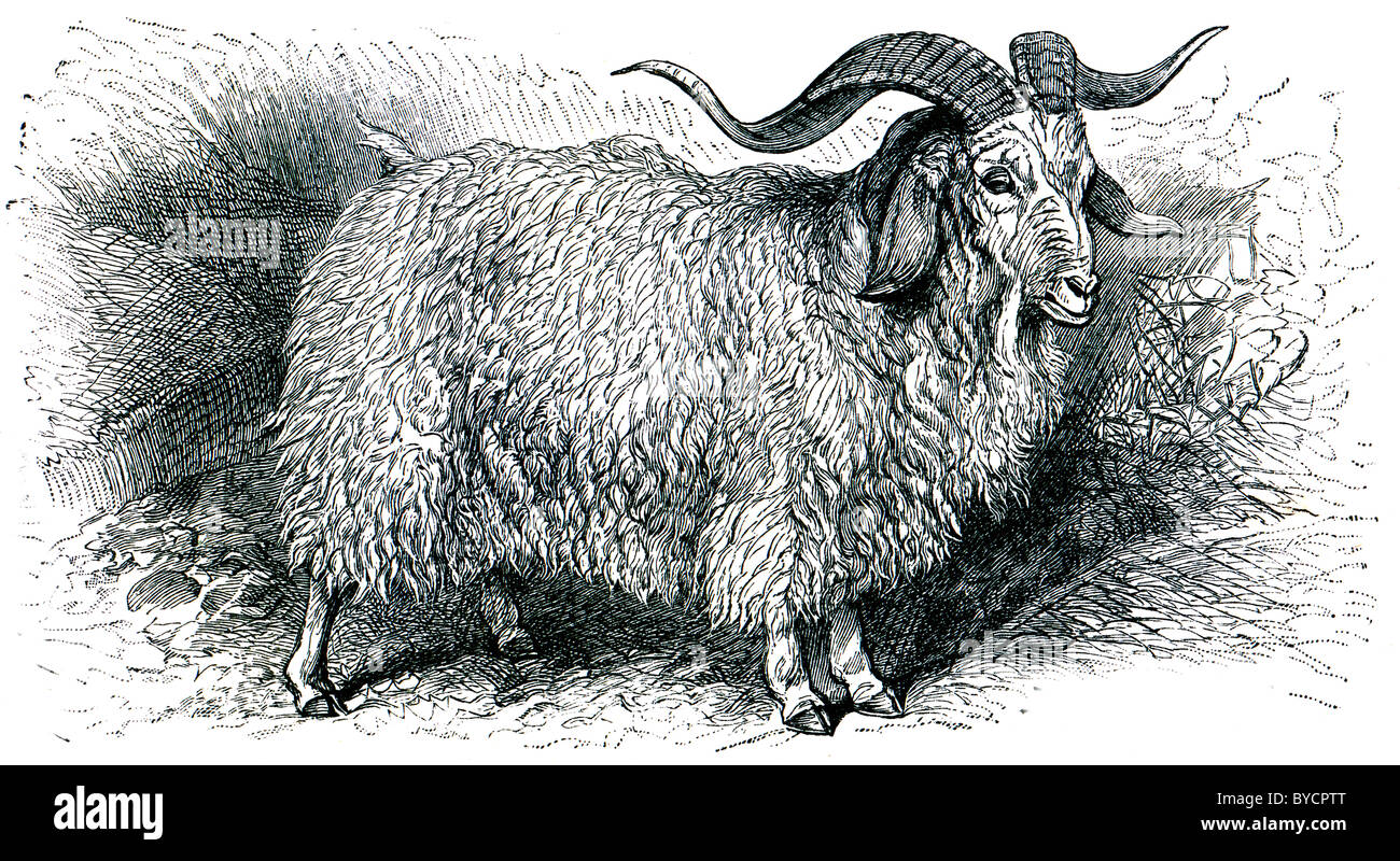 Angora goat - Capra angorensis Stock Photo - Alamy