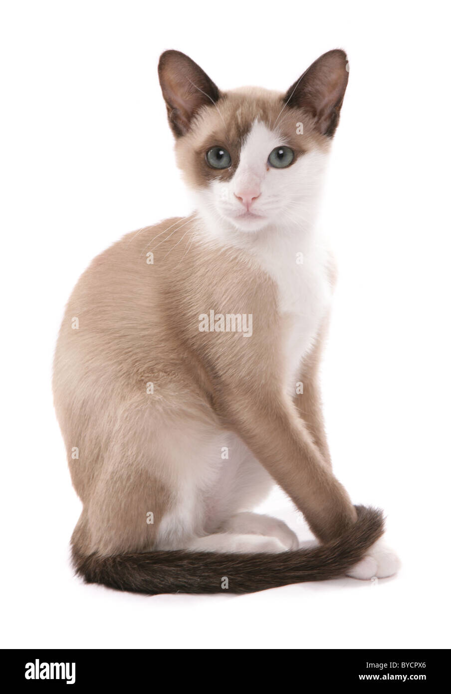 snowshoe kitten sitting portrait Studio Stock Photo - Alamy
