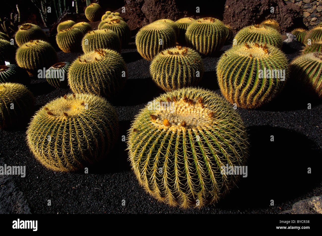 Spanish cactus garden hi-res stock photography and images - Alamy