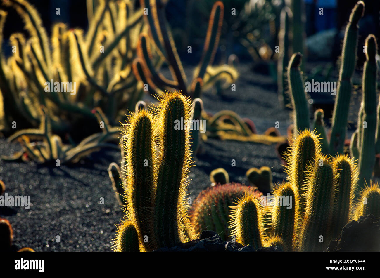 Spanish cactus garden hi-res stock photography and images - Alamy