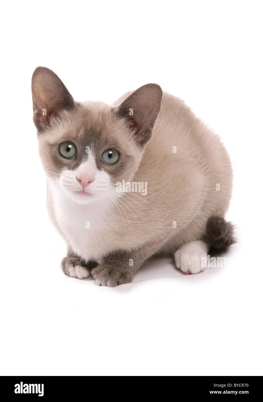 Snowshoe kitten Sitting Portrait Studio Stock Photo - Alamy