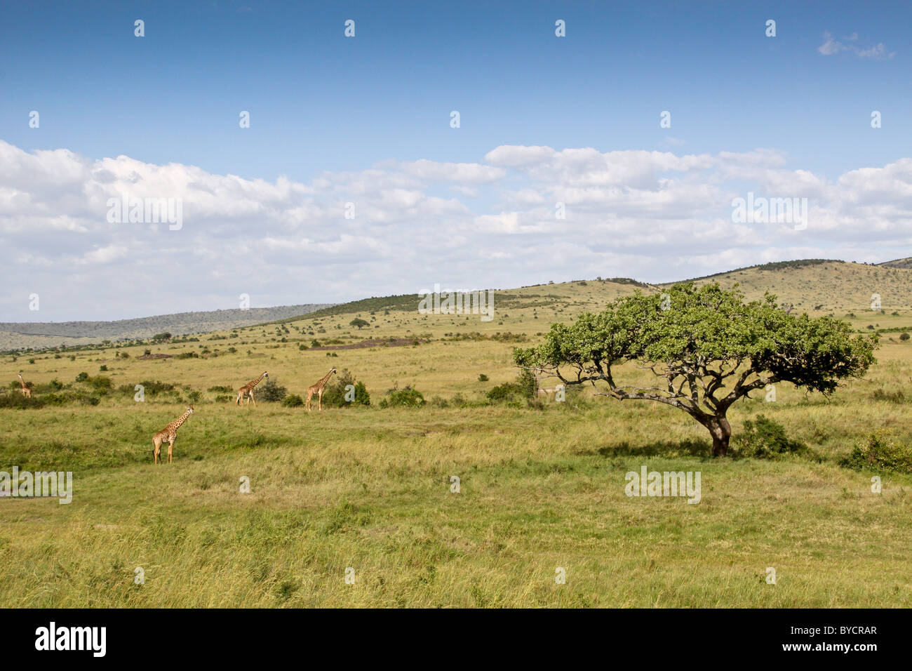 Giraffe's, Masi Mara, Kenya, Africa Stock Photo - Alamy