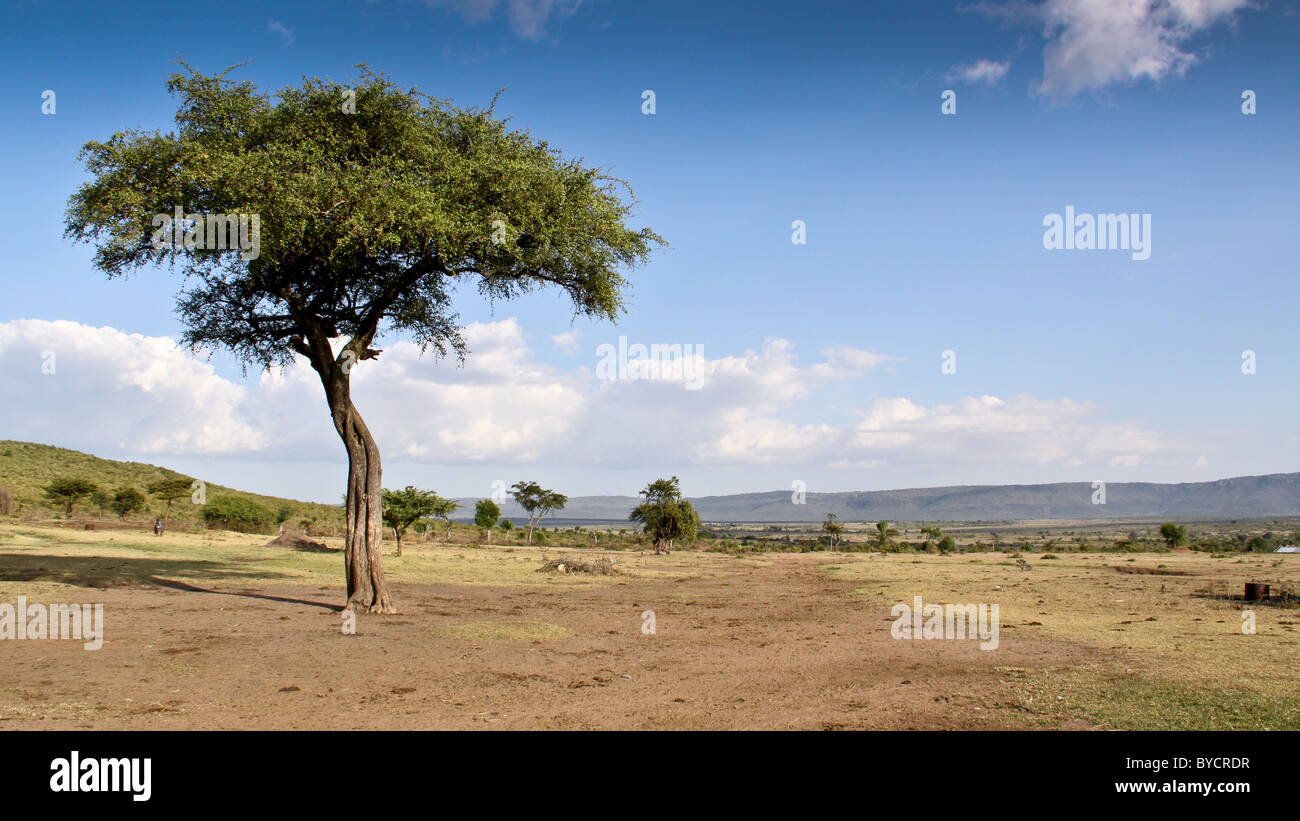 Acacia Tree, Masi Mara, Kenya, Africa Stock Photo - Alamy