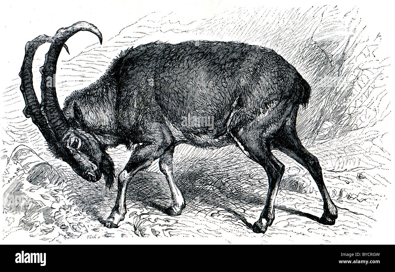 Wild goat - Capra Aegagrus Stock Photo - Alamy