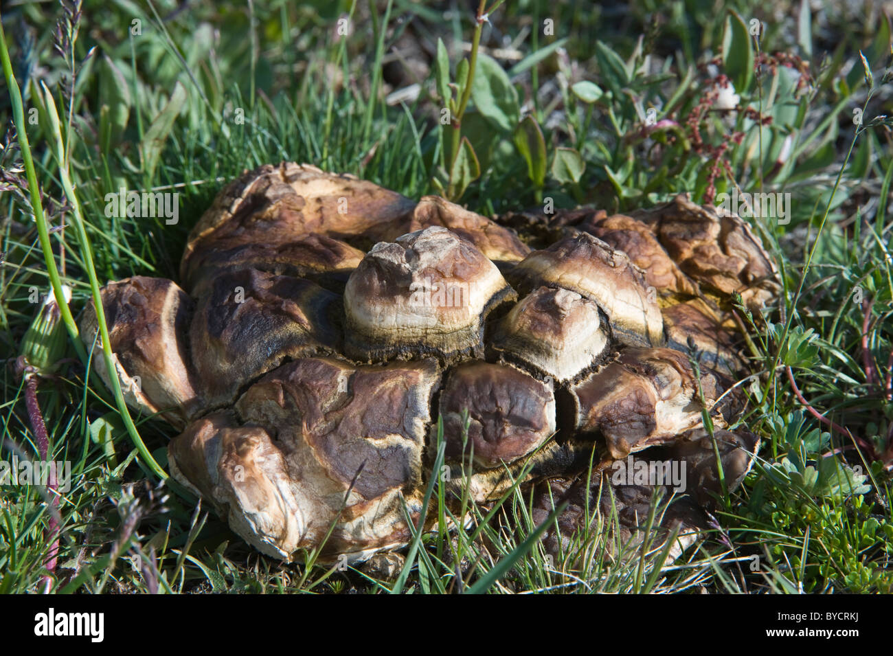 Devils snuff box hi-res stock photography and images - Alamy