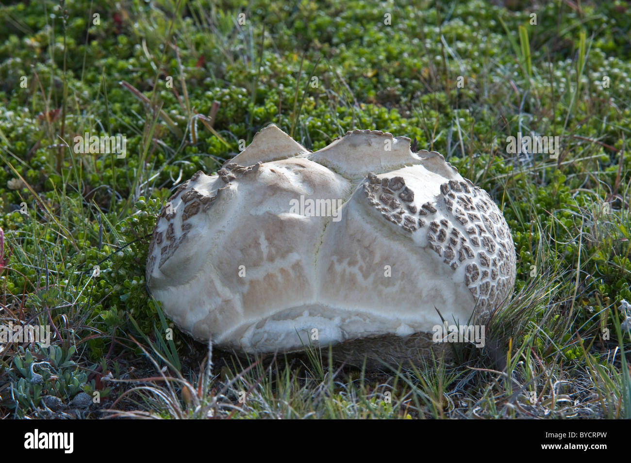 Devils snuff box hi-res stock photography and images - Alamy