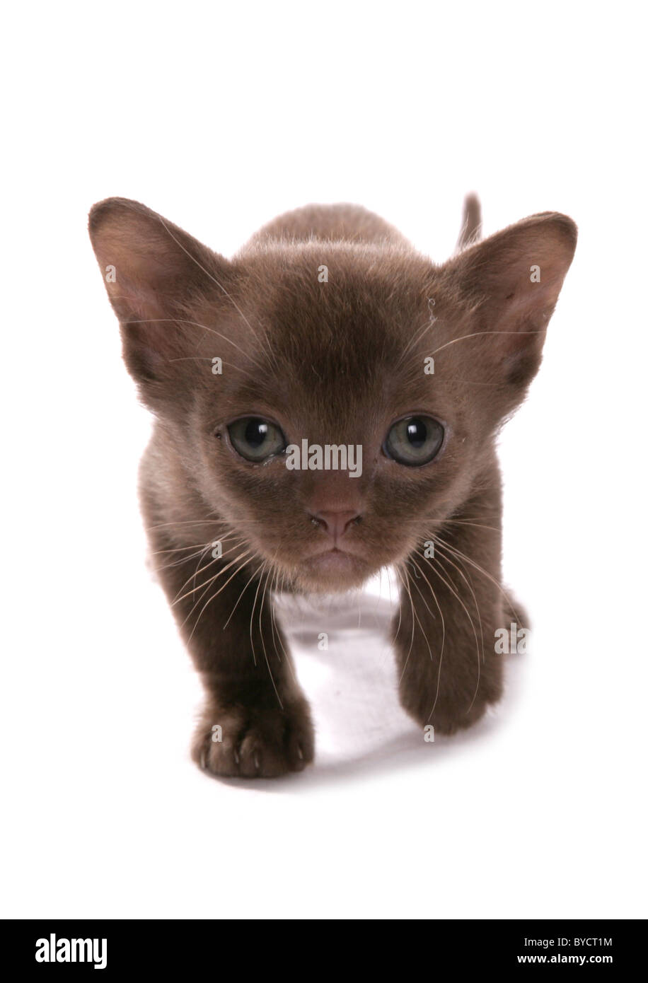 Asian brown kitten Portrait Studio Stock Photo - Alamy