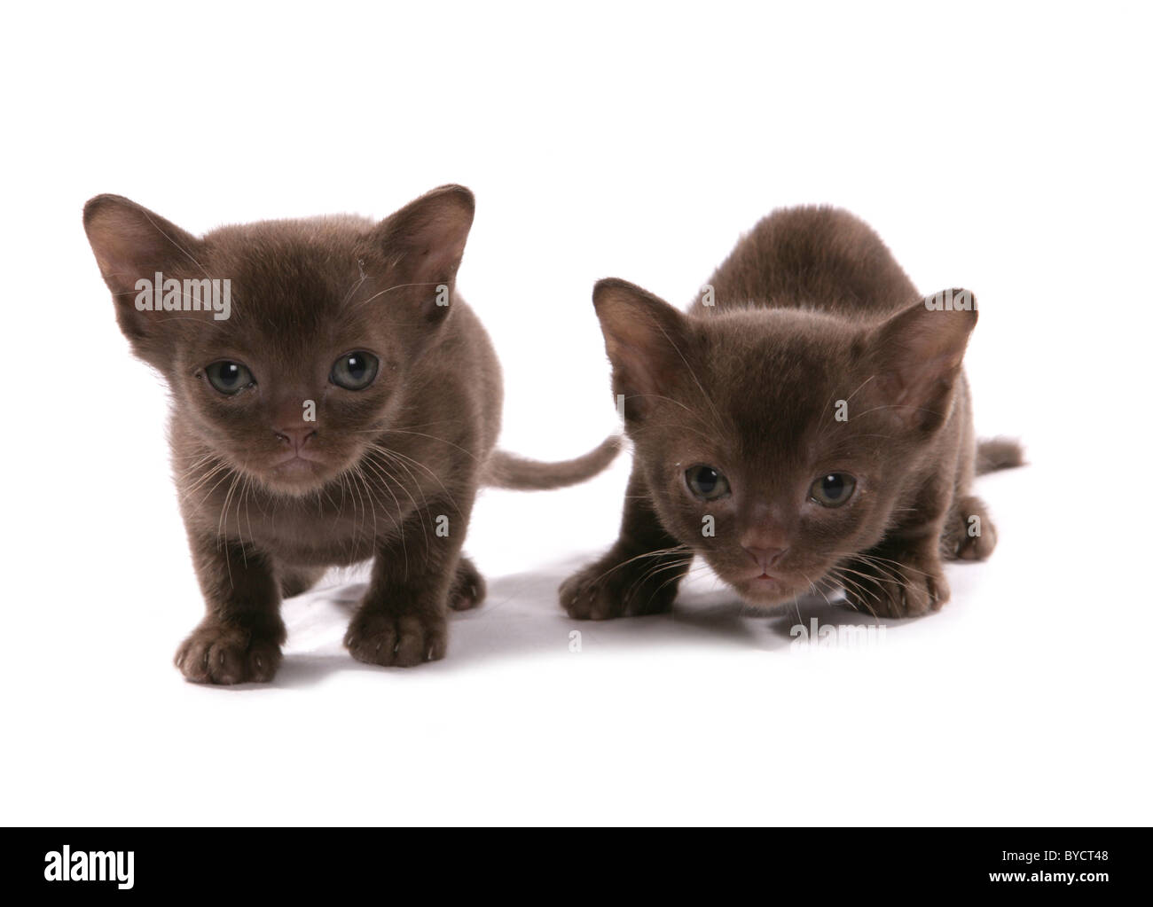 Asian brown kittens Portrait Studio Stock Photo - Alamy