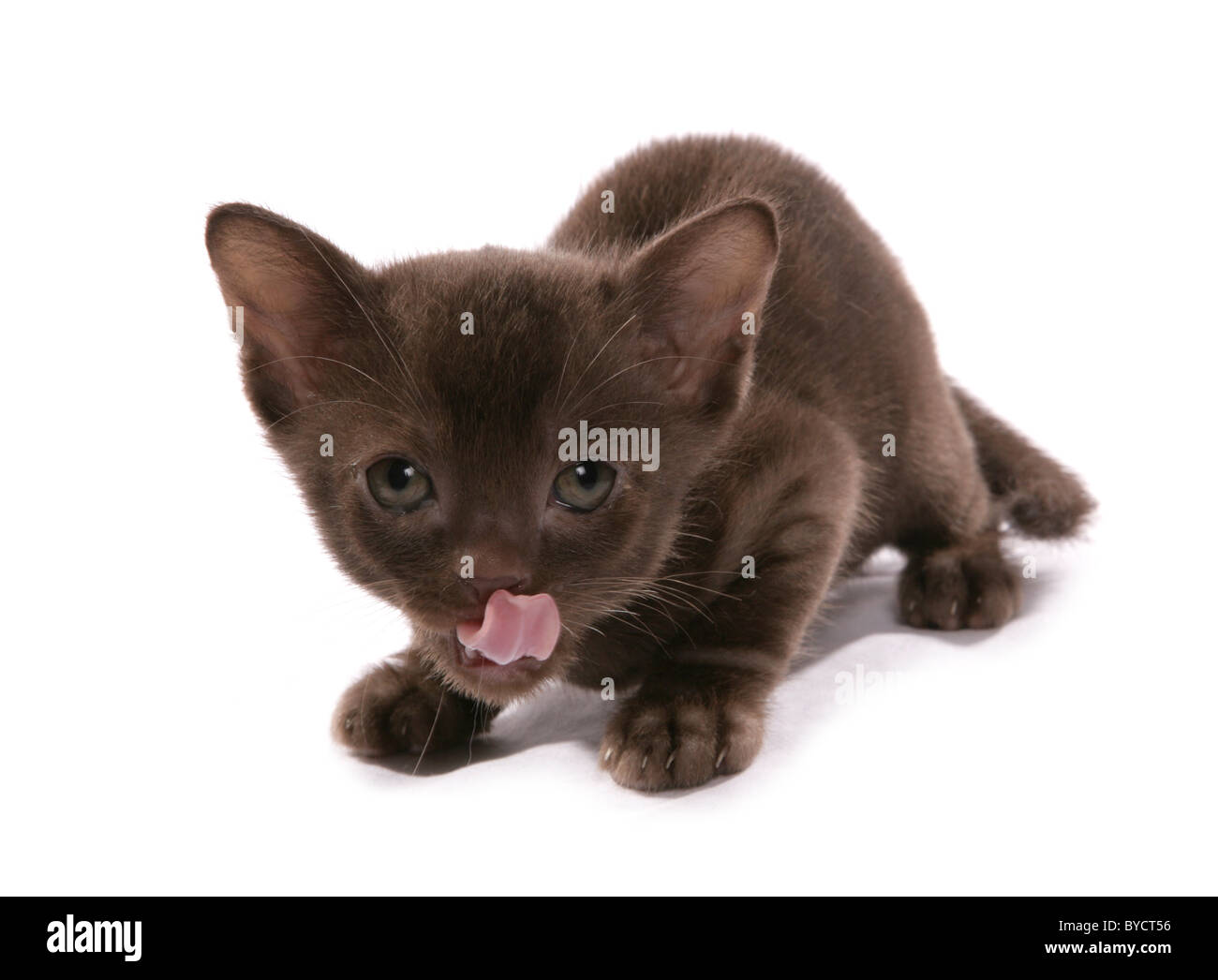 Asian brown kitten Portrait Studio Stock Photo - Alamy