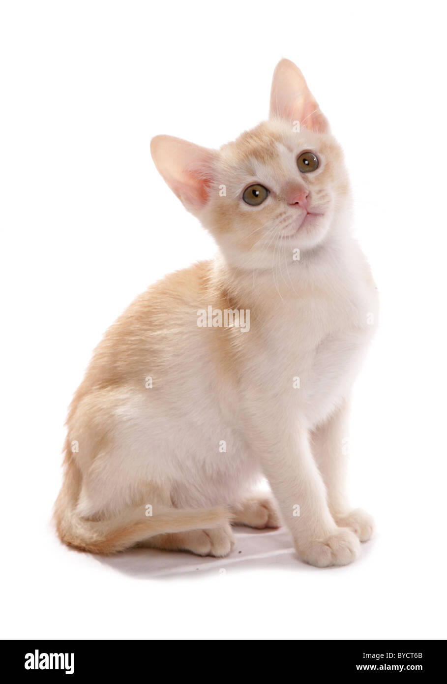 Burmese cream kitten Sitting Portrait studio Stock Photo - Alamy