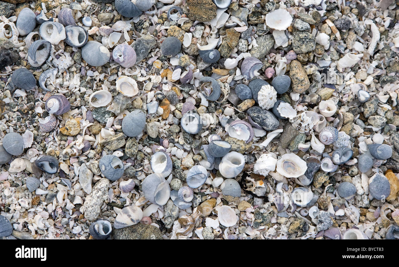 Winkle shell hi-res stock photography and images - Alamy