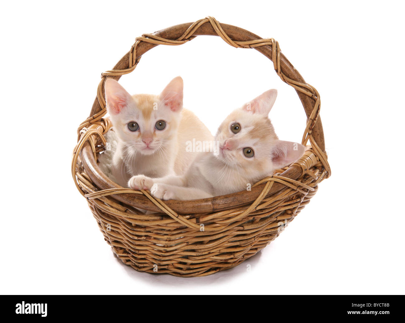 Red burmese cat hi-res stock photography and images - Alamy