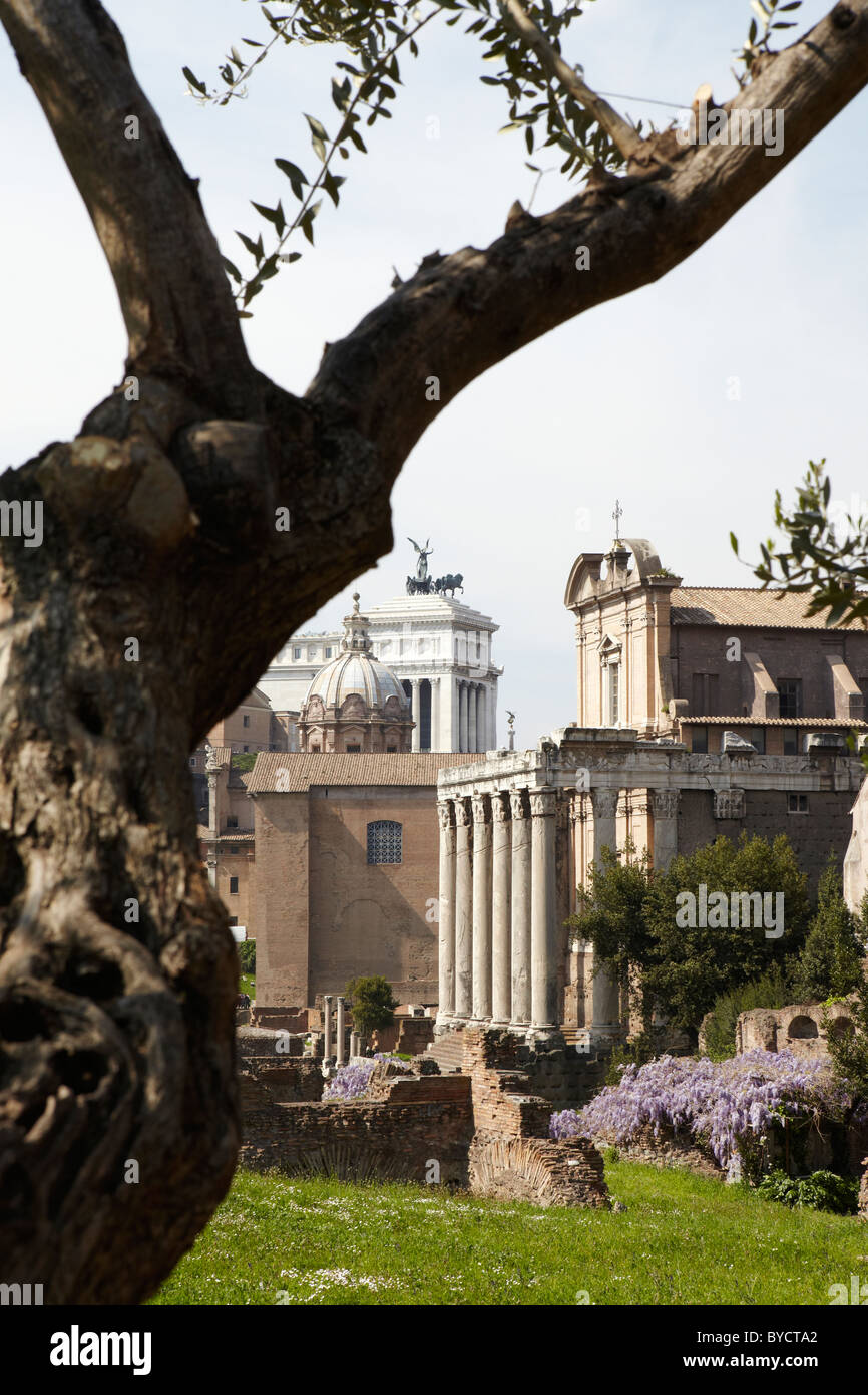 Olive tree at Palatine Hill, Rome, Italy Stock Photo - Alamy