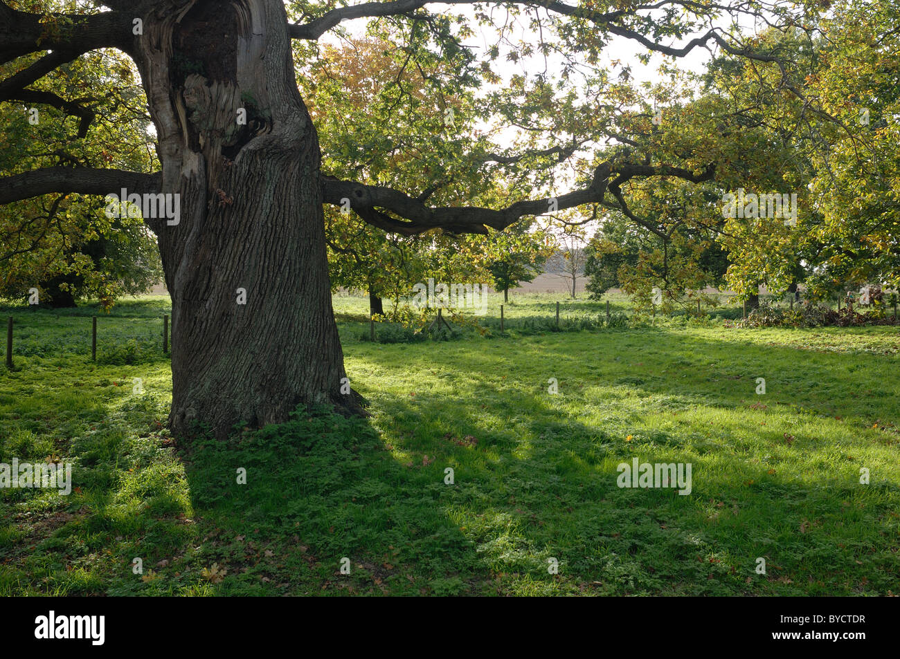 Ancient old english oak tree hi-res stock photography and images - Alamy