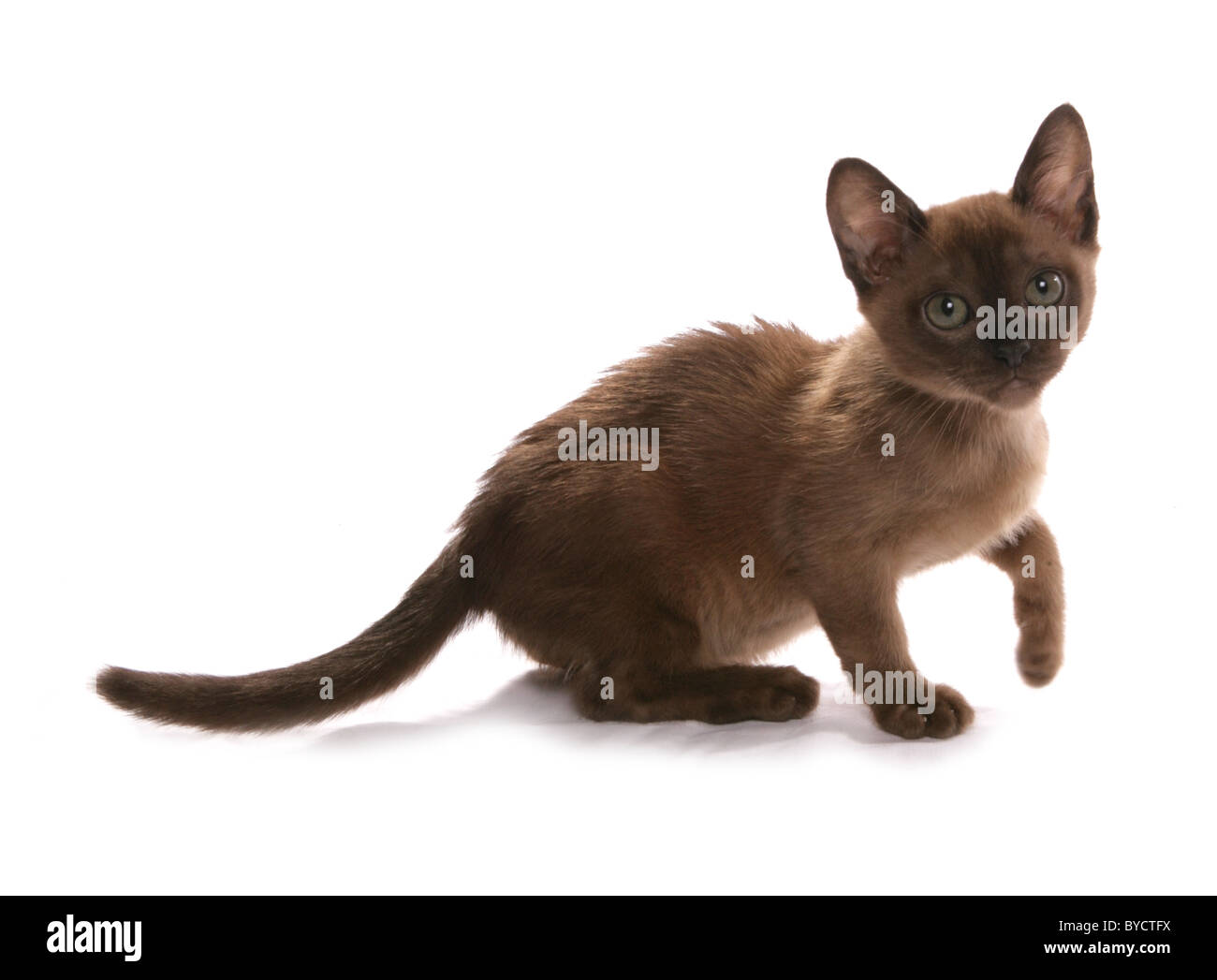 brown burmese kitten sitting portrait studio Stock Photo - Alamy