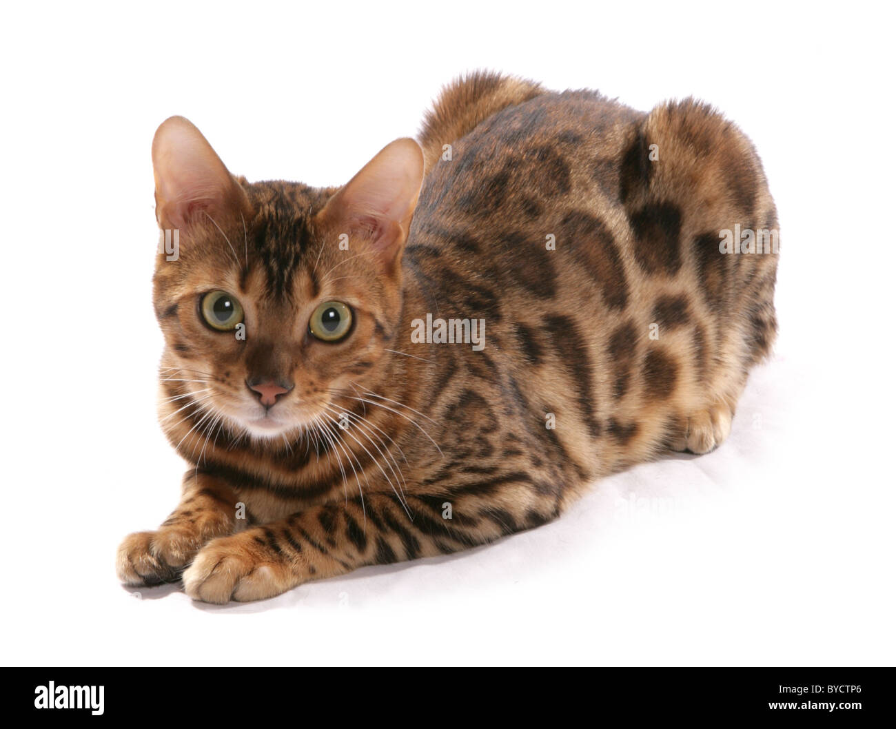 Rosetted Bengal Cat Laying Portrait Studio Stock Photo - Alamy