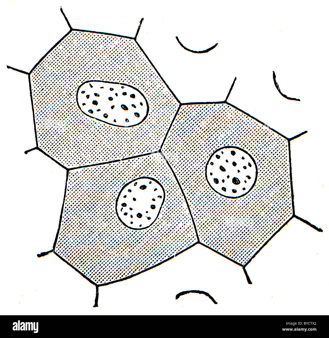 epithelial cells in the skin of frogs Stock Photo - Alamy