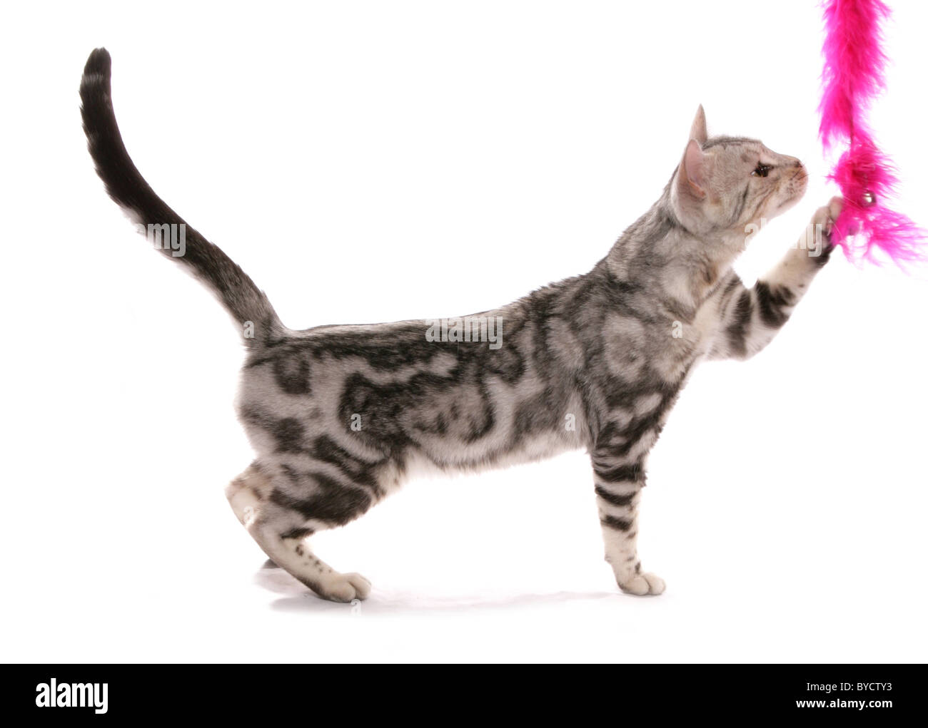 Snow marbled bengal cat playing portrait studio Stock Photo - Alamy