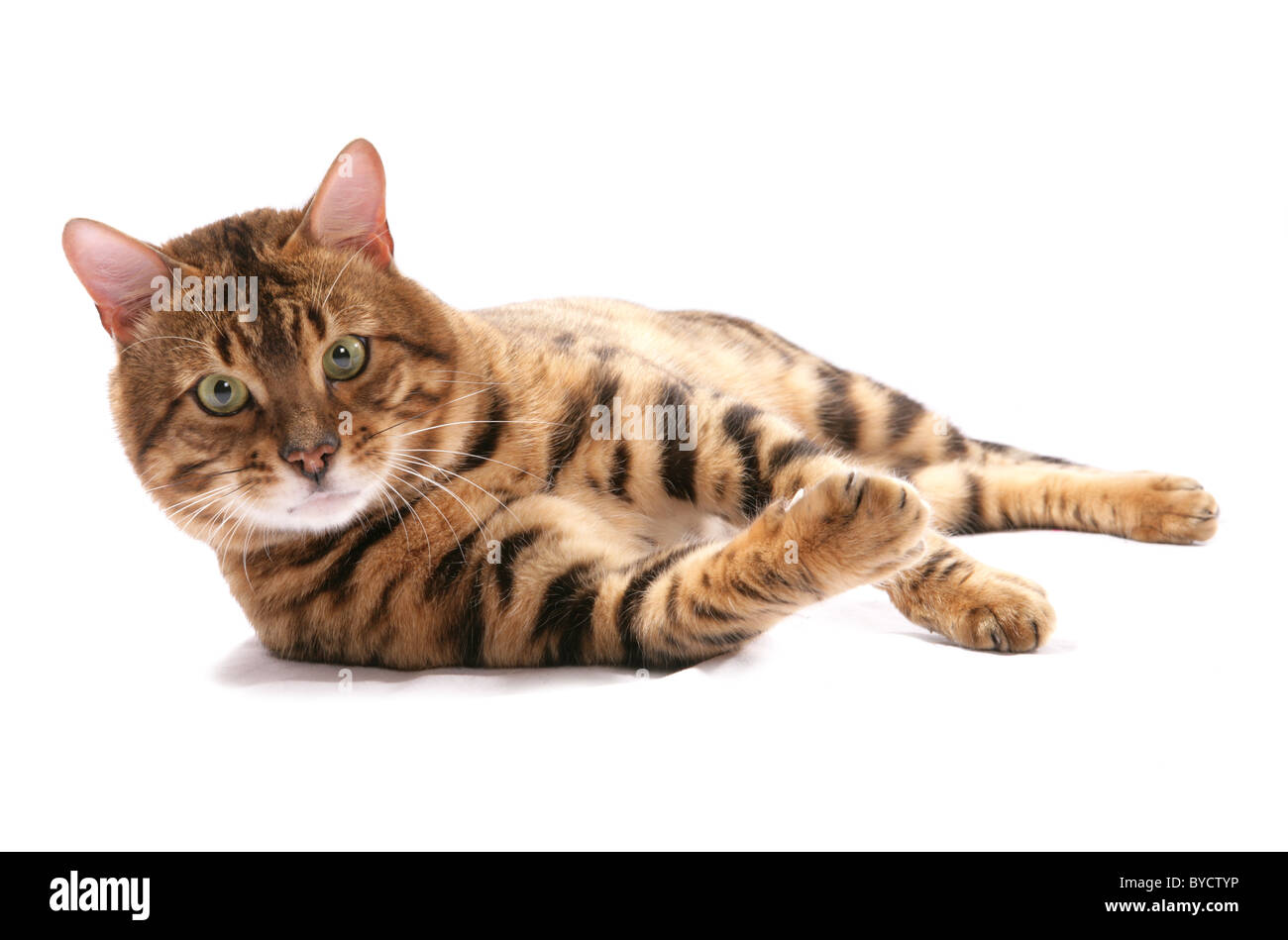 Cat rosette hi-res stock photography and images - Alamy