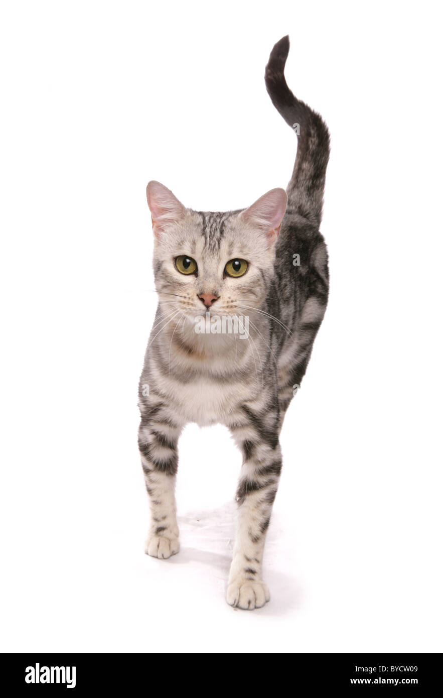 Snow marbled bengal cat standing portrait studio Stock Photo - Alamy