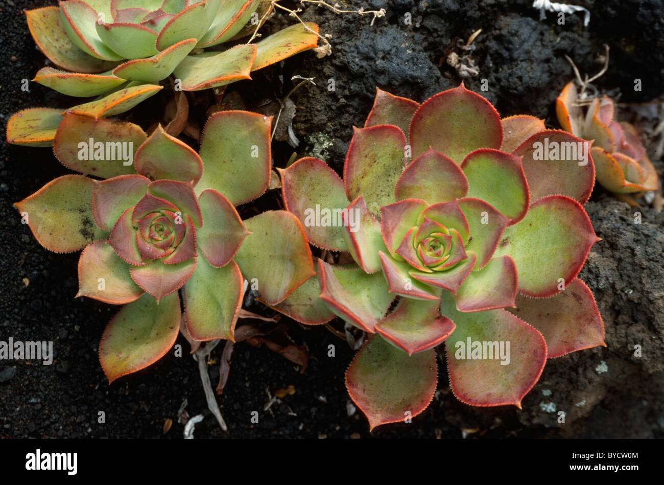 Aeonium (Grassulacea) at Volcano Teneguia, La Palma, Canary Islands ...