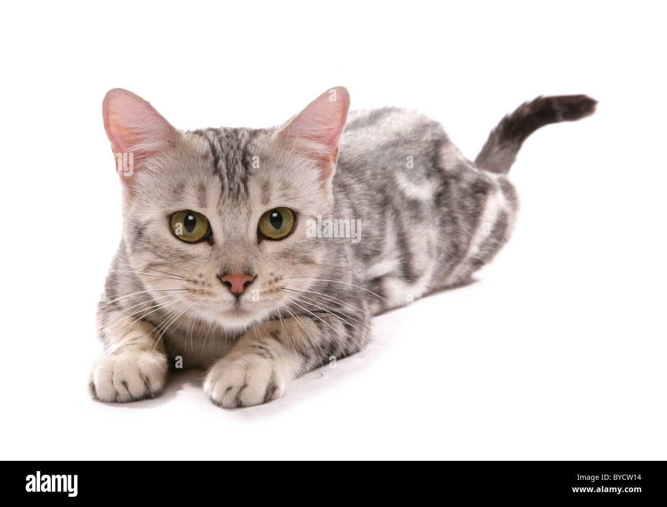 Snow marbled bengal cat laying portrait studio Stock Photo - Alamy
