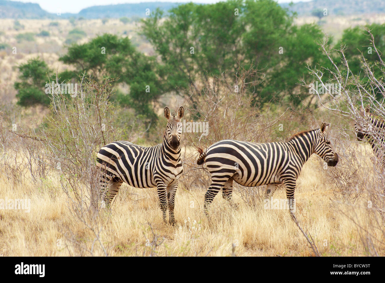 Burchells Zebra in Tsavo East, Kenya Stock Photo - Alamy