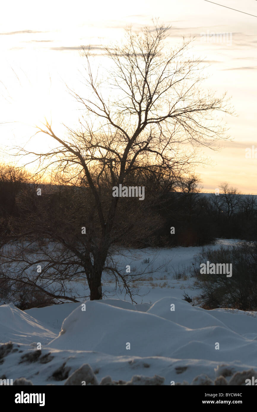 the lone tree standing Stock Photo - Alamy