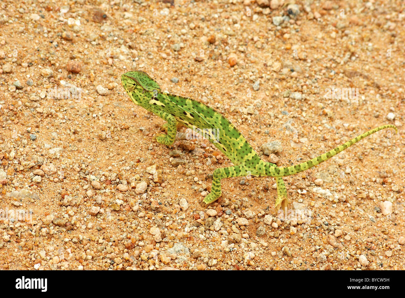 Africa reptilian hi-res stock photography and images - Alamy