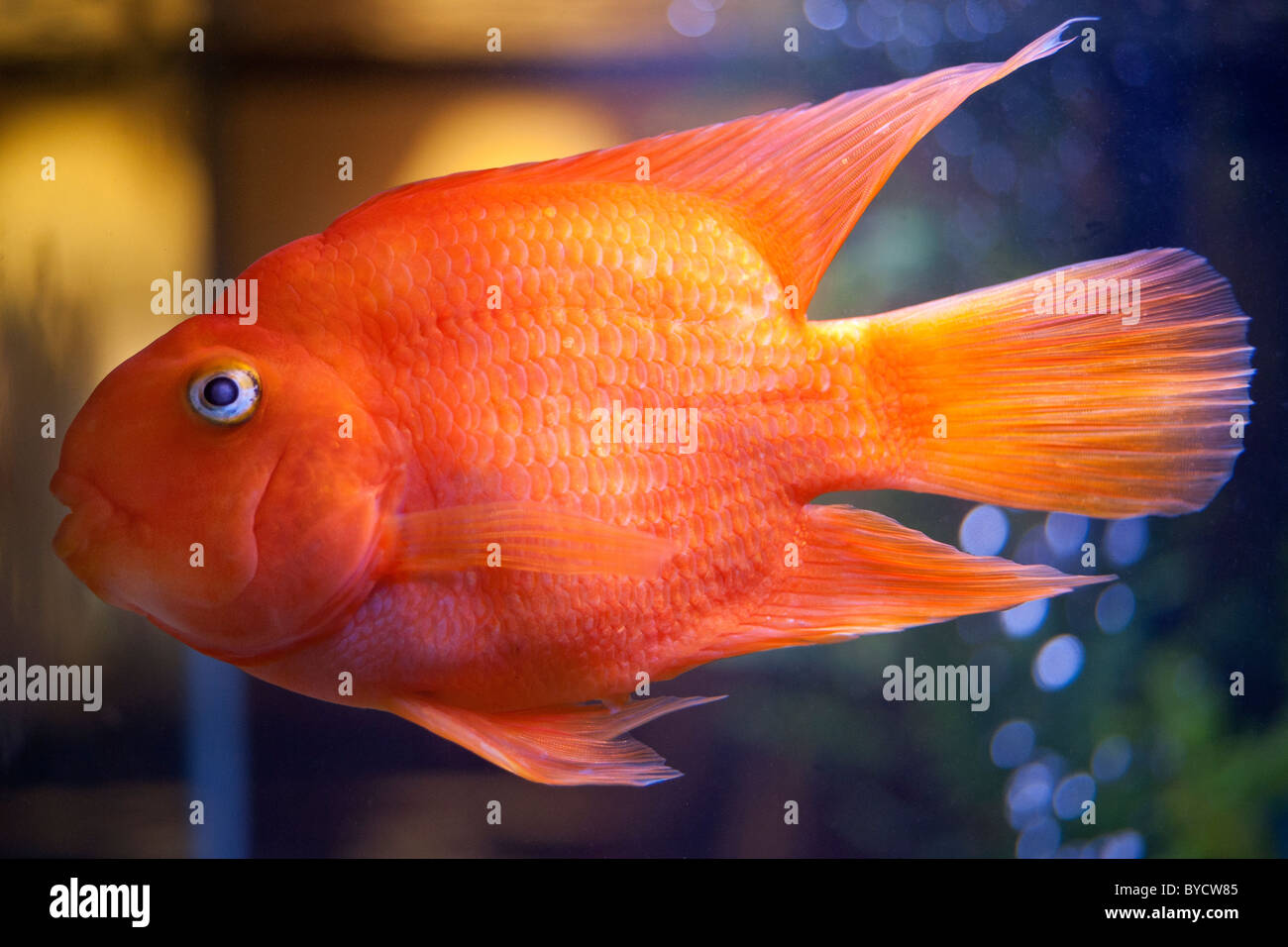 Orange Koi goldfish swimming in office aquarium tank Stock Photo - Alamy