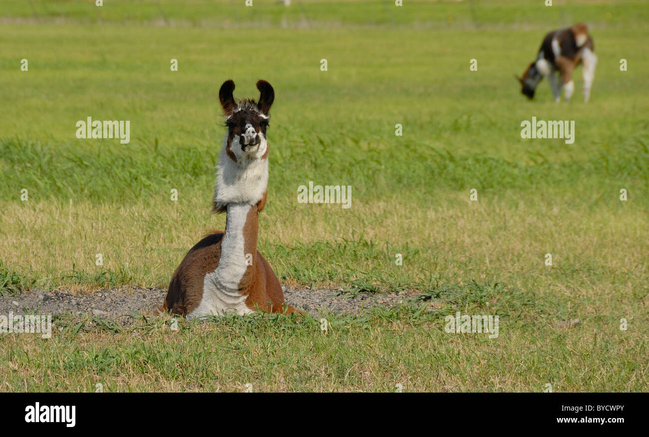 A brown and white alpaca lying in a green grass field pasture land with ...