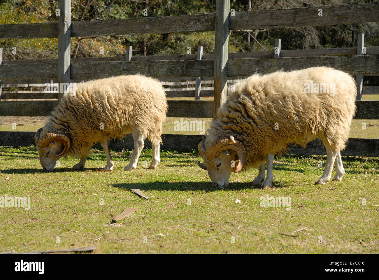 Male rams hi-res stock photography and images - Alamy