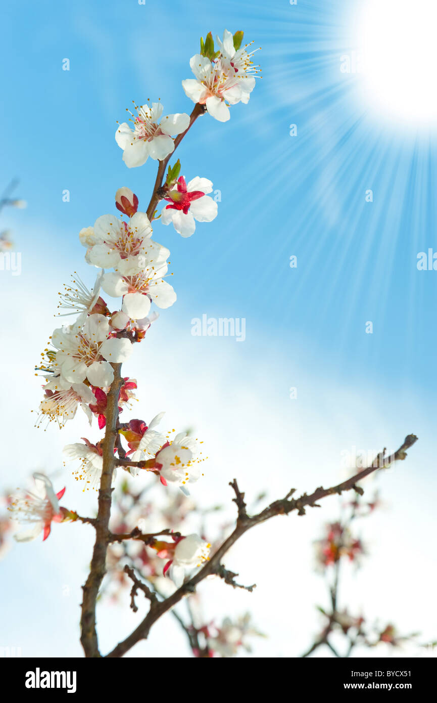 Blossoming branches of a tree with sun beam. White flowers on a ...