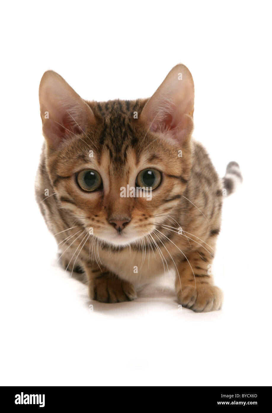 Brown spotted Bengal Kitten Portrait Studio Stock Photo - Alamy