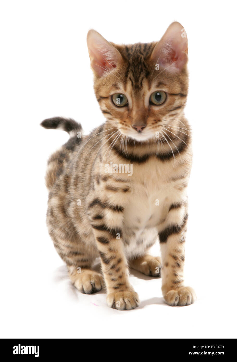 Brown spotted Bengal Kitten Sitting Studio Stock Photo - Alamy