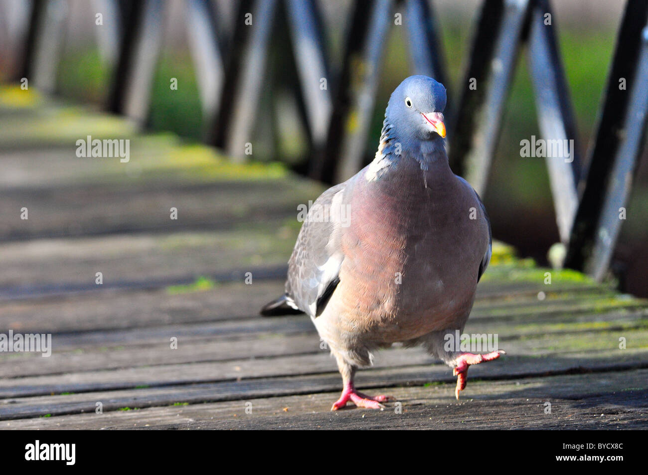 Pigeon steps game hi-res stock photography and images - Alamy