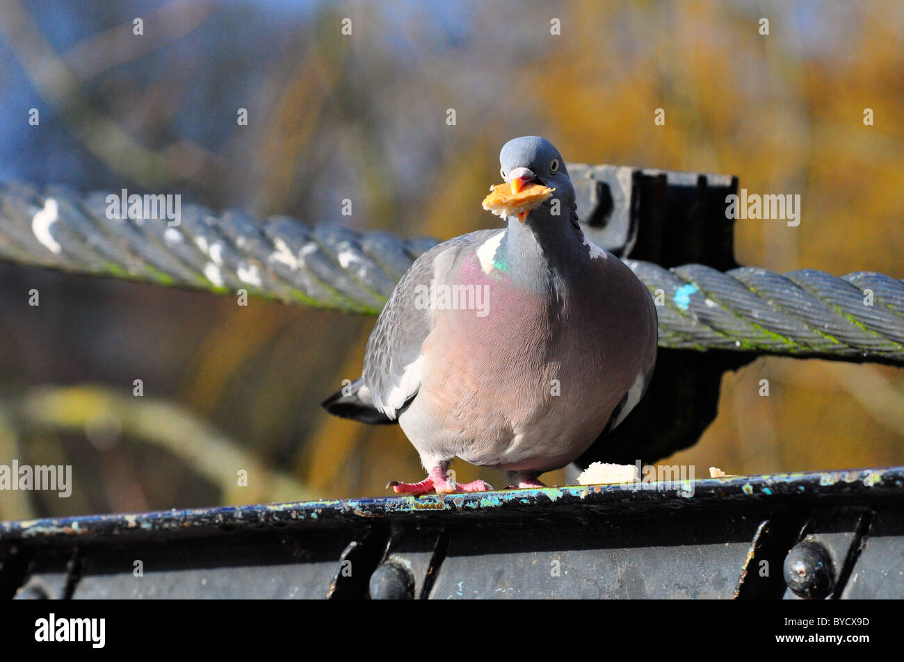 Pigeon feed hi-res stock photography and images - Alamy