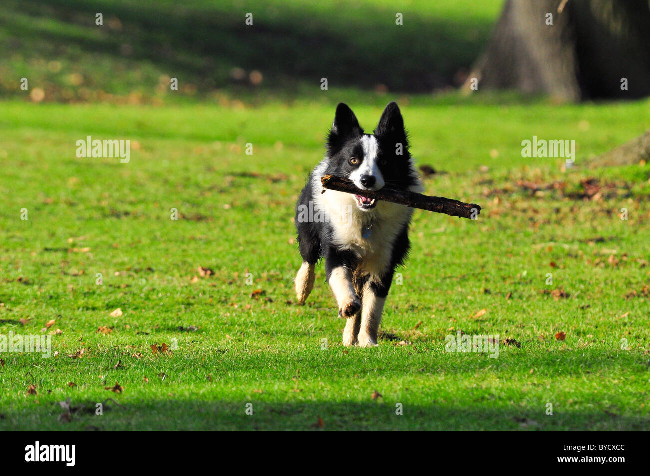 Sheep Dog running with stick Stock Photo - Alamy Sheep Dog running with stick Stock Photo - Alamy