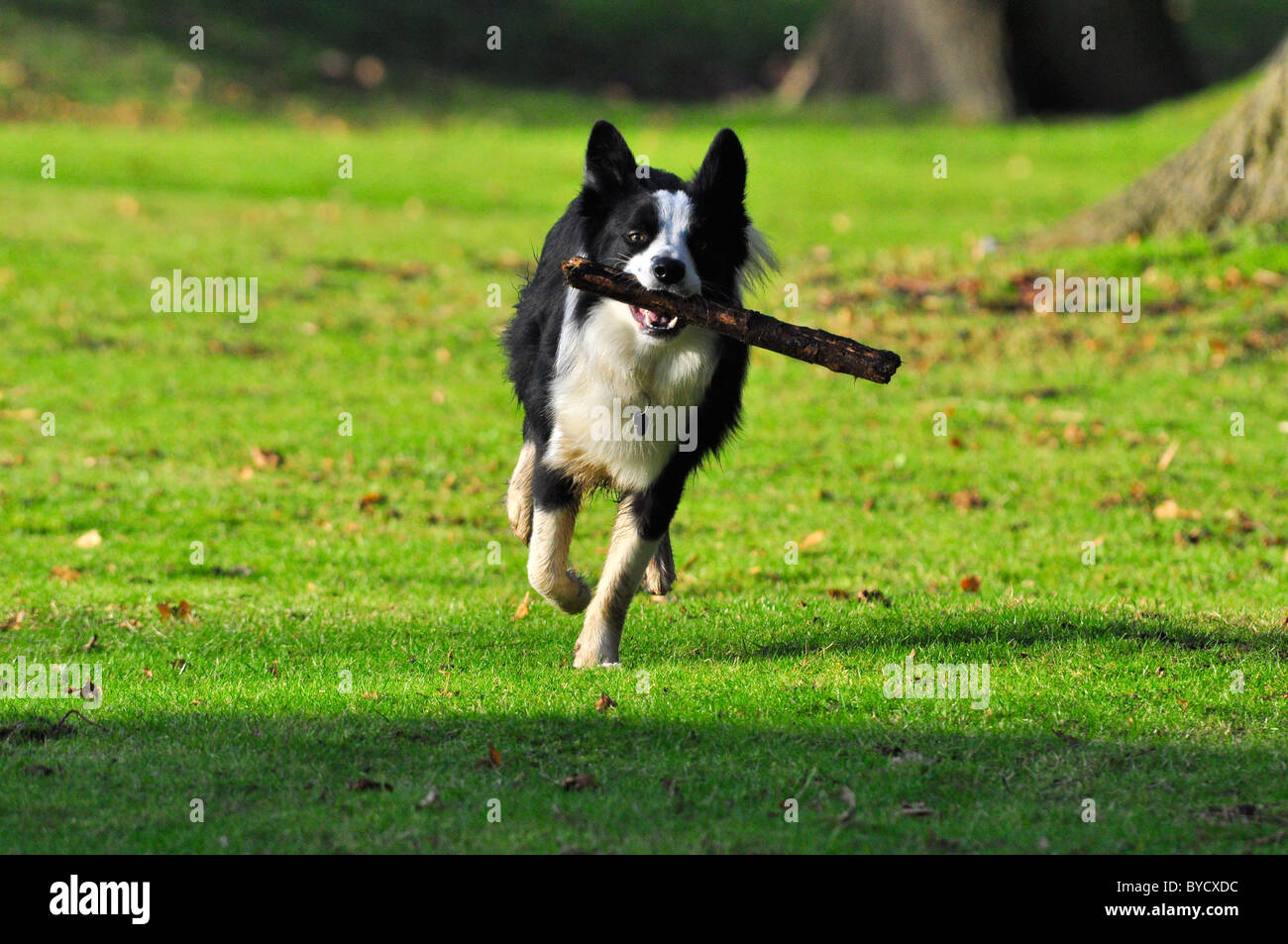 Sheep Dog running with stick Stock Photo - Alamy Sheep Dog running with stick Stock Photo - Alamy