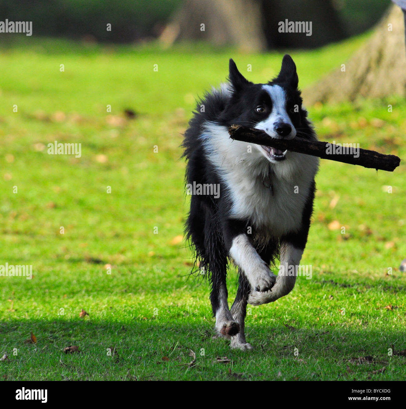 Border collie sheep running hi-res stock photography and images - Alamy