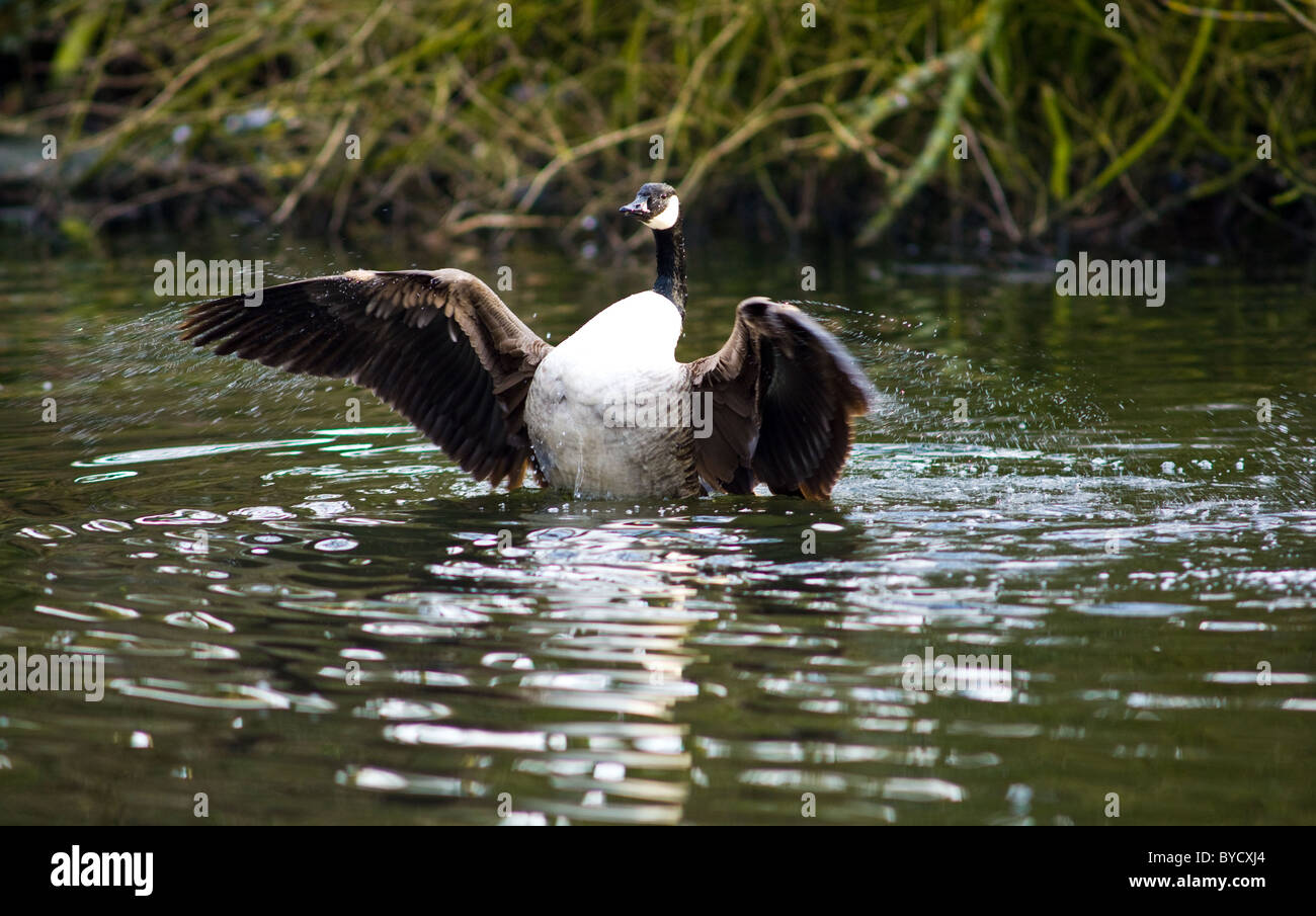 Adult Canada goose with outspread wings Stock Photo - Alamy