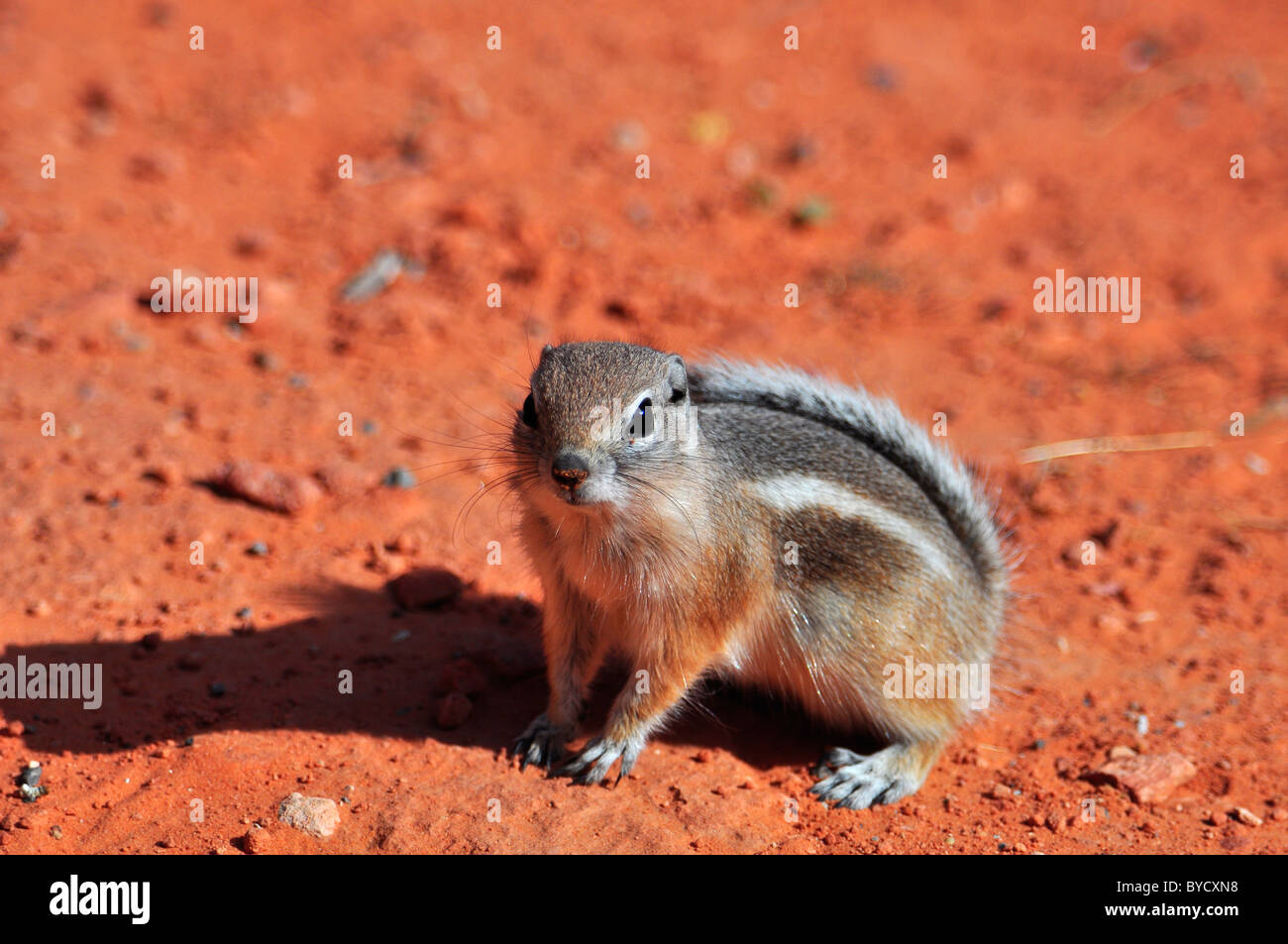 Chipmunk in nevada hi-res stock photography and images - Alamy