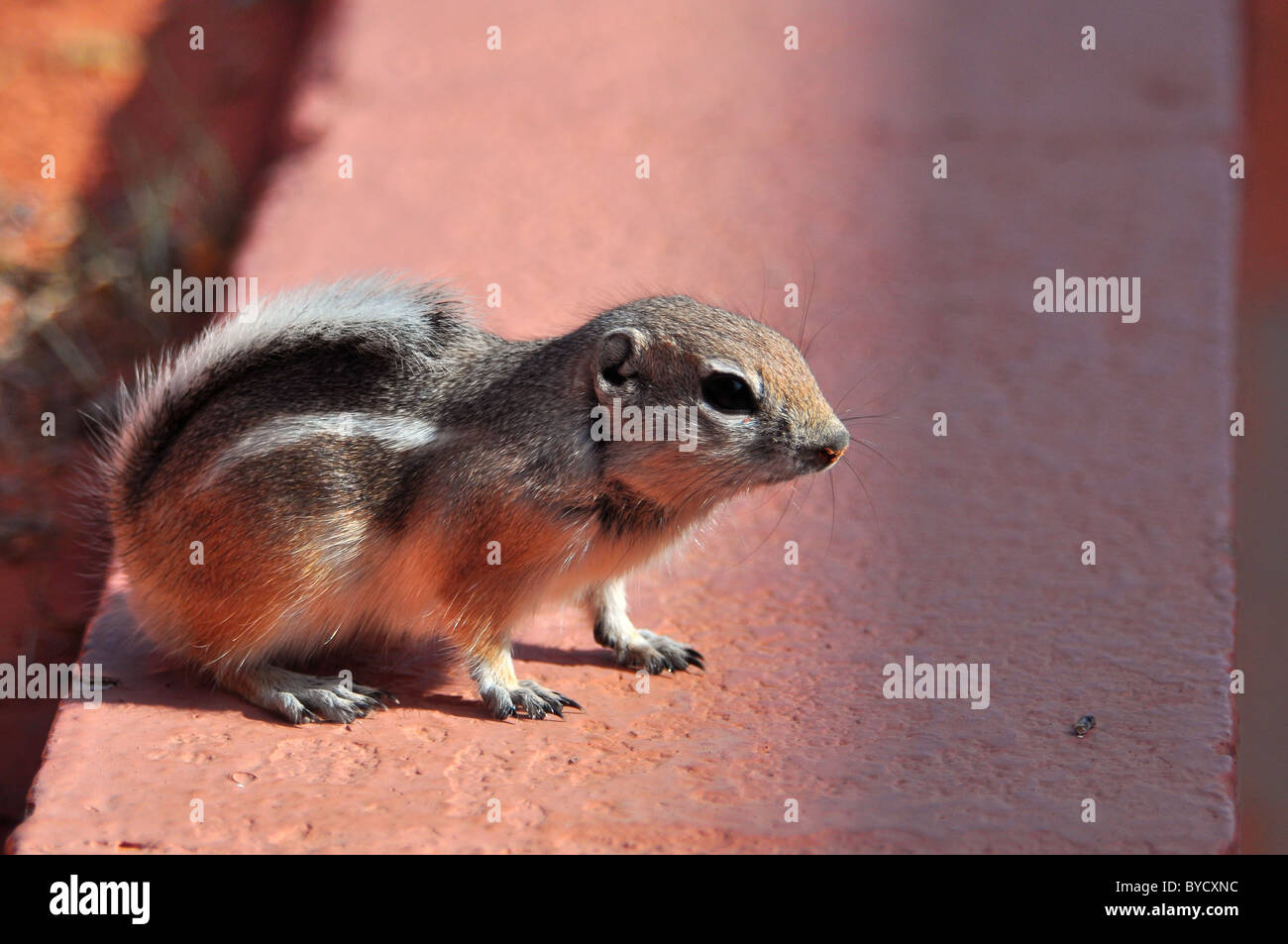 Chipmunk in Nevada Stock Photo - Alamy