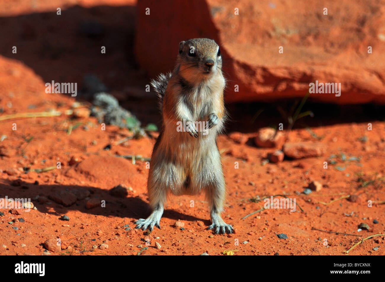 Chipmunk standing up on hind legs in Nevada Stock Photo - Alamy
