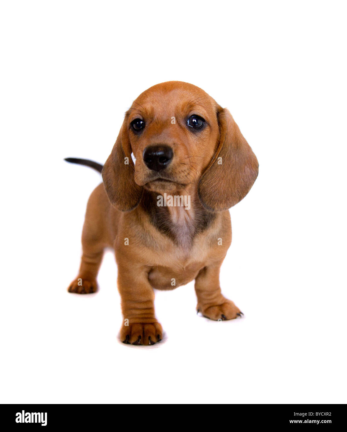 Young dachshund dog in Cut Out Stock Images & Pictures - Alamy
