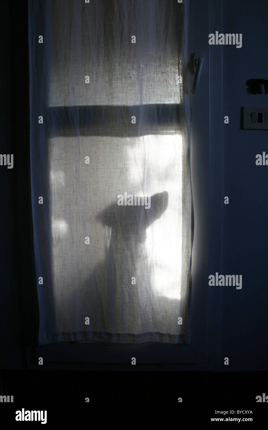 Silhouette dog in door hi-res stock photography and images - Alamy